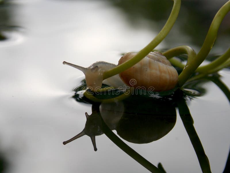 Snail stock image. Image of plant, color, leaf, reflection - 102170839