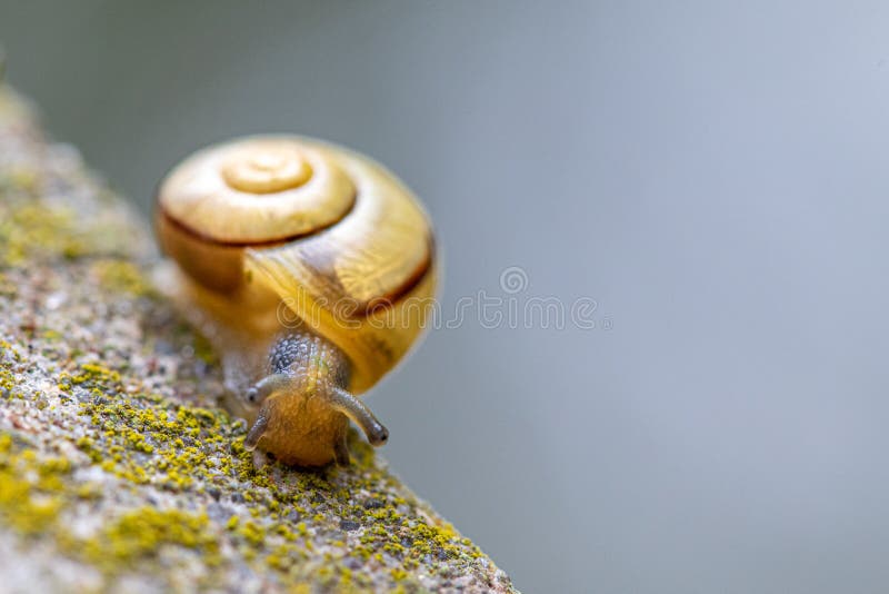 Small Snail with a Yellow Snail Shell Crawls on a Concrete Pile Stock ...