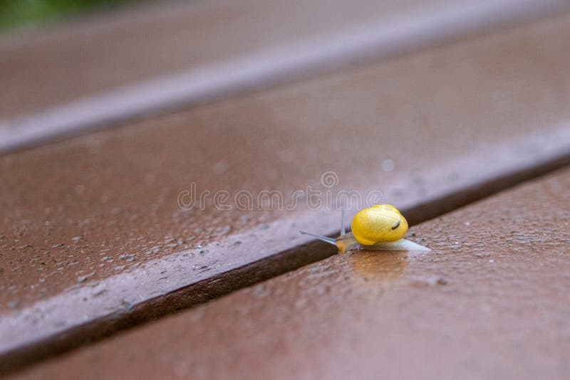 Small Snail with Yellow Snail Shell Crawls on a Park Bench Stock Photo ...