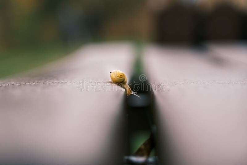 Small Snail with Yellow Snail Shell Crawls on a Park Bench Stock Photo ...