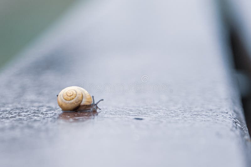 Small Snail with Yellow Snail Shell Crawls on a Park Bench Stock Image ...
