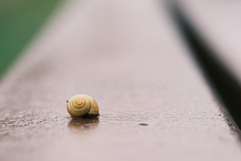 Small Snail with Yellow Snail Shell Crawls on a Park Bench Stock Photo ...