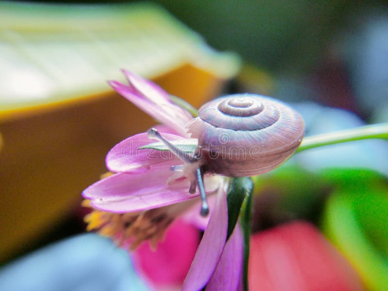 Small Snails Crawling on Small Flower Leaves Stock Image - Image of ...