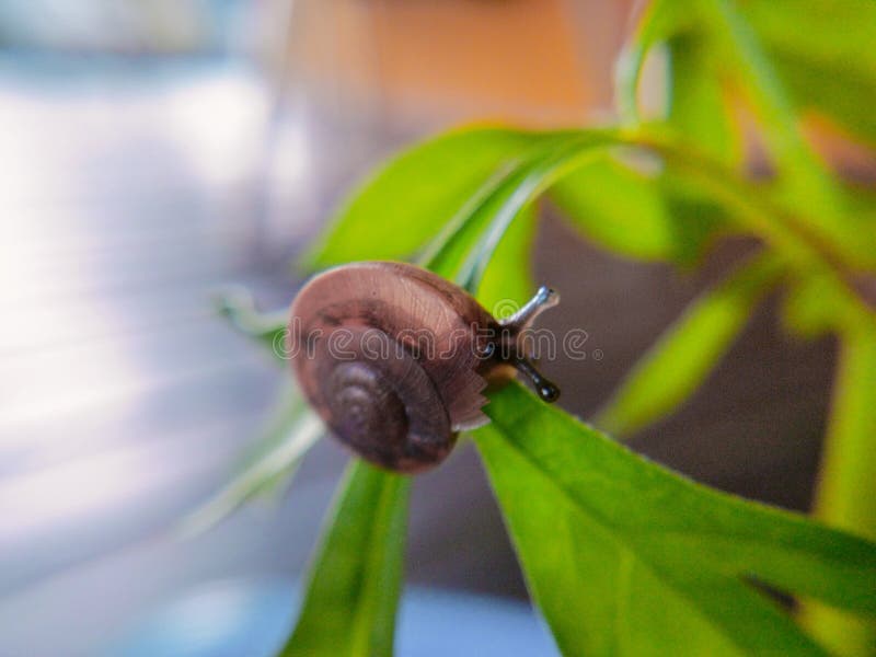 Small Snails Crawling on Small Flower Leaves Stock Image - Image of ...