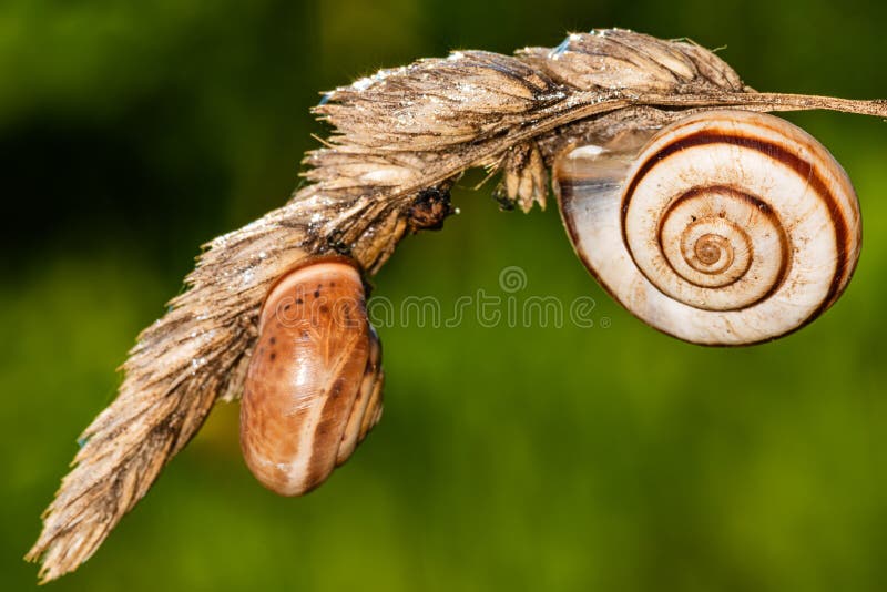 Small Snails on Plant. Close Up of a Common Garden Snail on a Leaf in a ...
