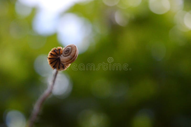 Small snails on a plant stock image. Image of color - 190364095