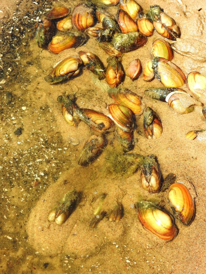 Big and Small Shells Near Sea, Lithuania Stock Photo - Image of shell ...