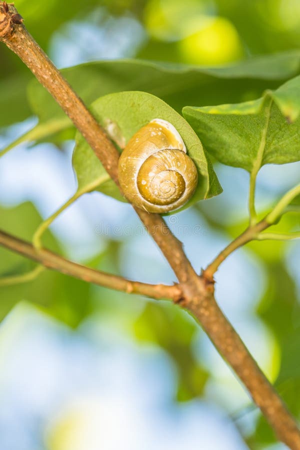 Small Snails with Snail Shell Hanging on a Branch of a Tree, Germany ...
