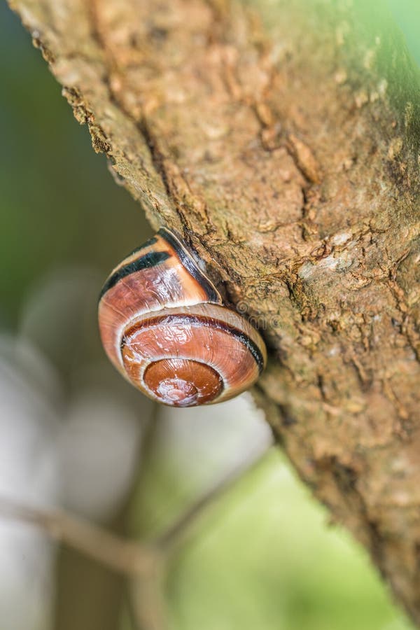 Small Snails with Snail Shell Hanging on a Branch of a Tree, Germany ...