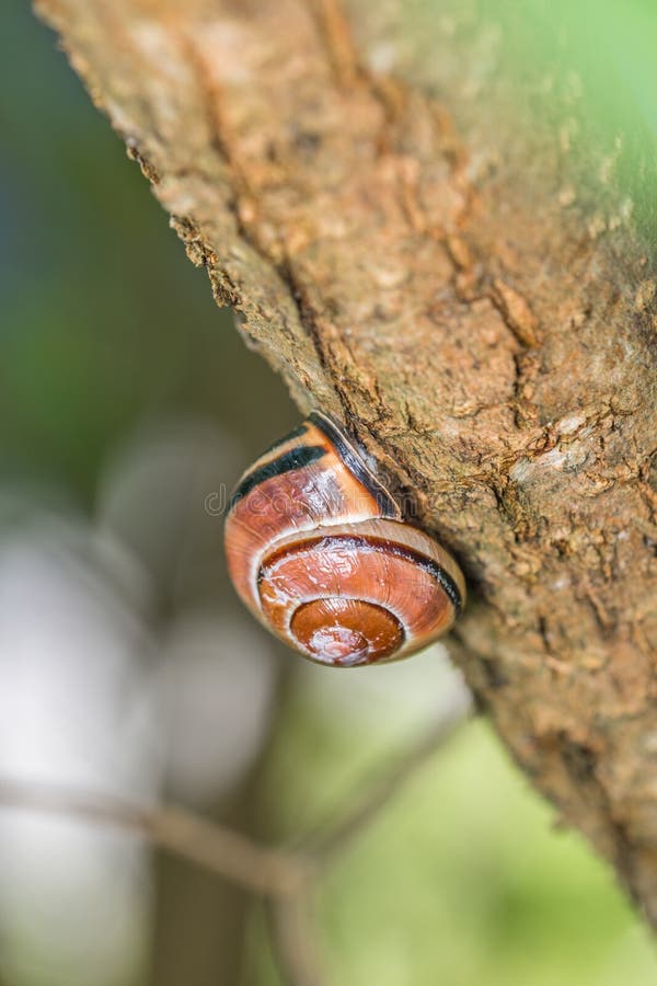 Small Snails with Snail Shell Hanging on a Branch of a Tree, Germany ...