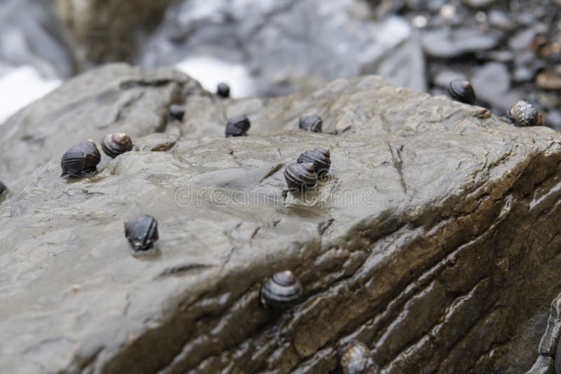 Two small sea snails stock image. Image of tide, coastal - 54614225