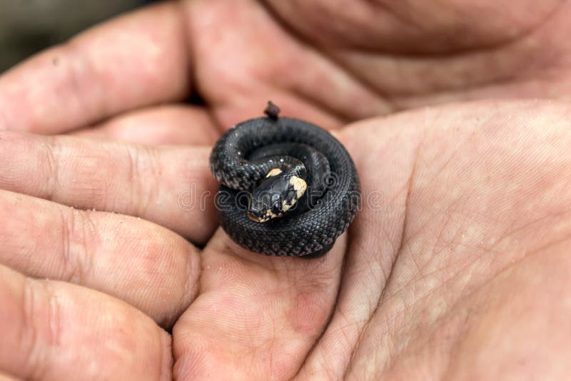 628 Finger Snake Stock Photos - Free & Royalty-Free Stock Photos from ...