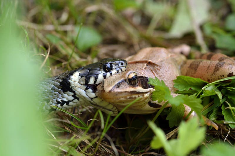 Snake and frog stock photo. Image of amphibian, animal - 99458776