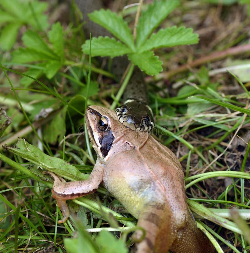 Snake and frog stock photo. Image of head, amphibian - 99458764