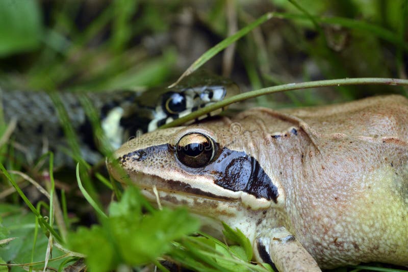 Snake and frog stock image. Image of nature, head, wild - 99458821