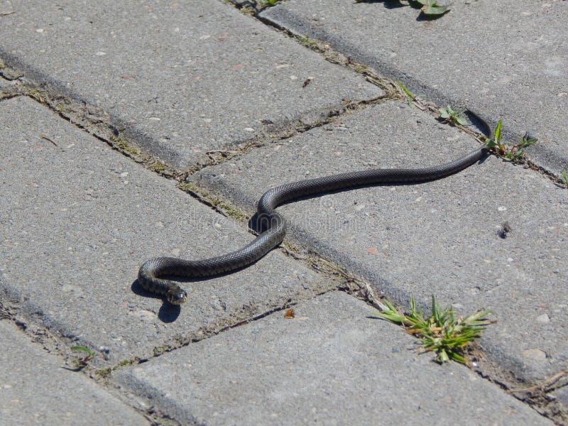 A Small Snake on the Concrete Surface. Stock Photo - Image of concrete ...