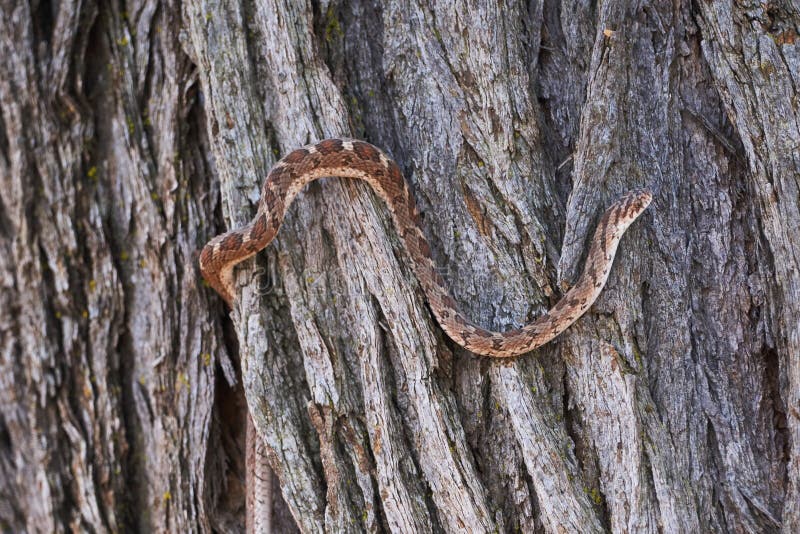 Small Snake Crawling on the Bark of a Tree Stock Image - Image of ...