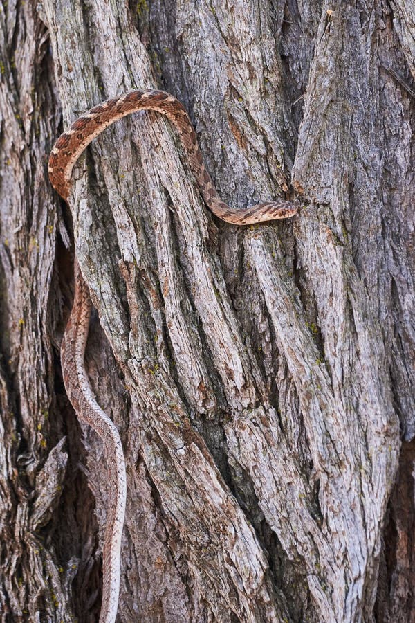 Small Snake Crawling on the Bark of a Tree Stock Image - Image of tree ...