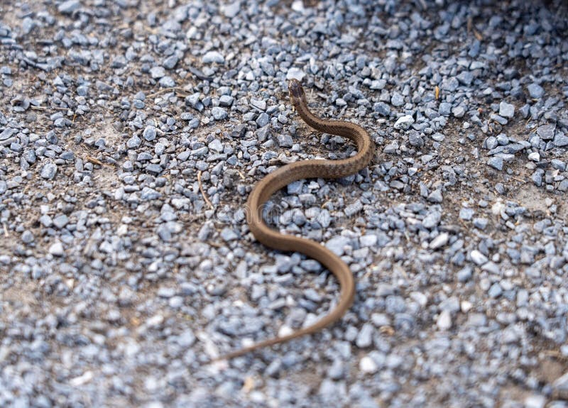 Small Snake on Gravel Pathway Stock Photo - Image of habitat, wildlife ...