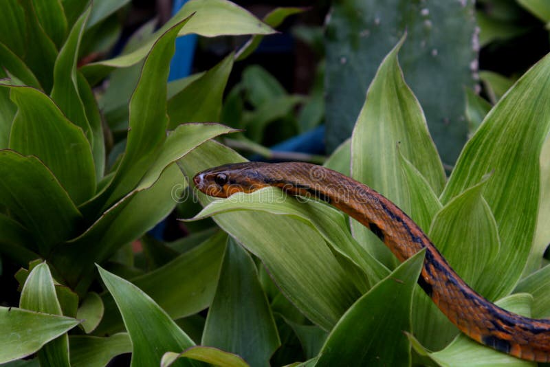 Small Snake on the Green Leaves Stock Photo - Image of frog, turtle ...