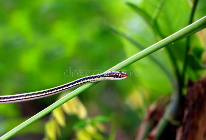 Small Snake on Green Tree Branch Stock Photo - Image of tree, creature ...