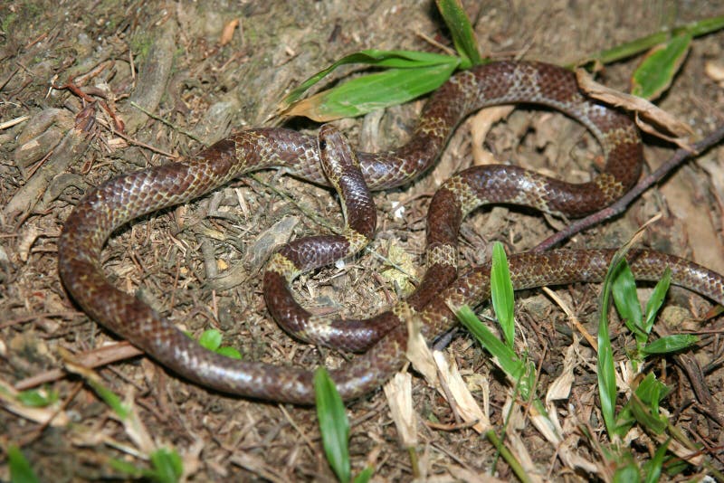 A Small Snake on the Ground. Stock Image - Image of ecology, detail ...