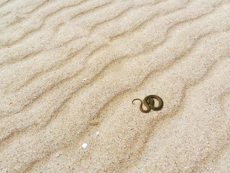 Small Snake Lies Curled Up on the Sandy Beach Stock Photo - Image of ...