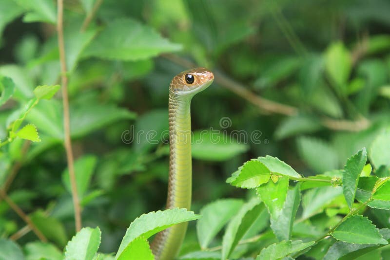 A small snake stock photo. Image of snake, lurked, beautiful - 268183902