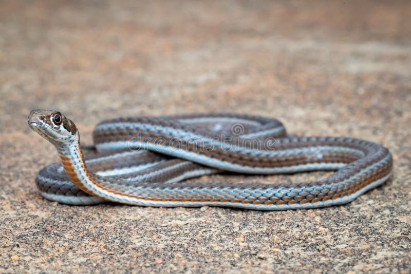 A Small Snake Sitting on the Ground with Its Mouth Open Stock ...