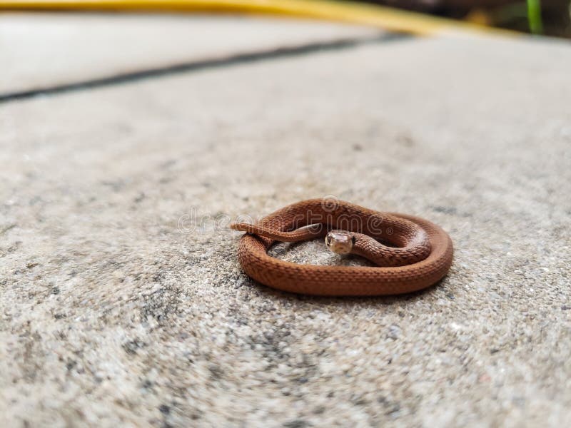 Small Snake on the Sidewalk. Stock Image - Image of cute, small: 163692927