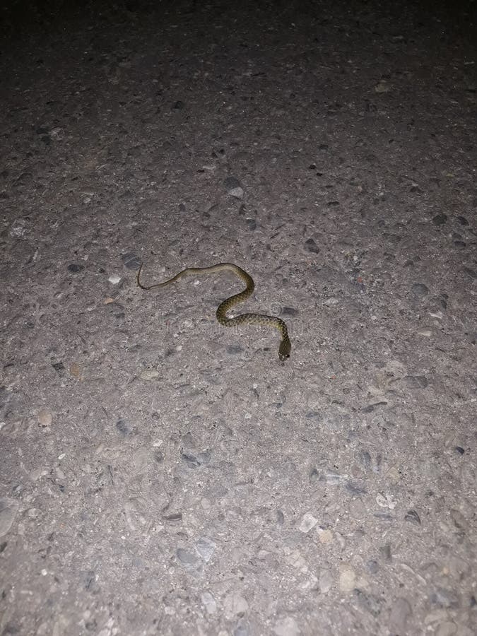 Small Snake Chasing the Lizard Stock Image - Image of capital, door ...