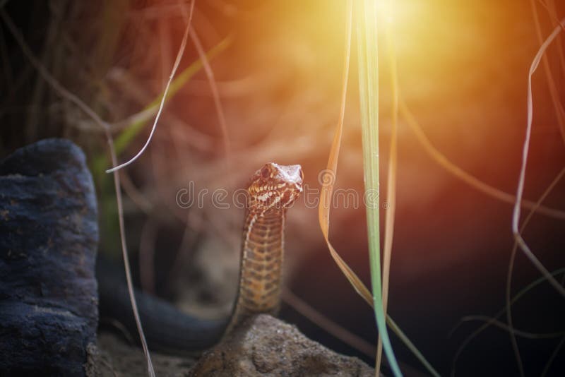 Small snake in wildlife stock image. Image of action - 98849125