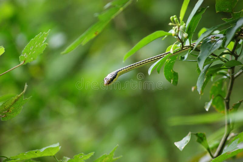 Small Snakes Move from Tree To Tree? Stock Image - Image of snakes ...