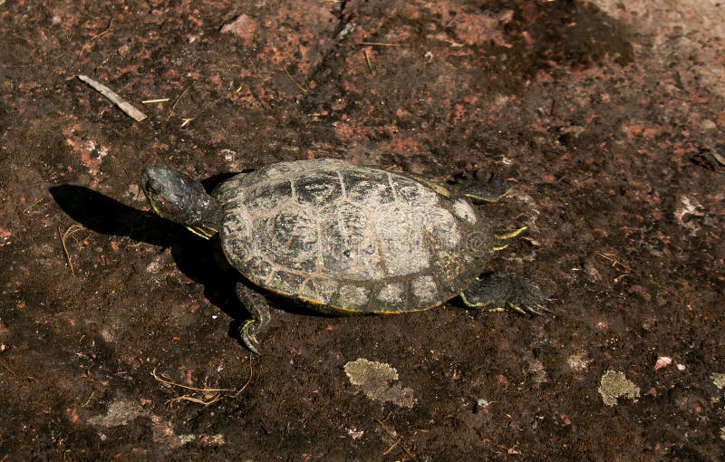 A Small Snapping Turtle Crawling Over the Land, Still Covered in Mud ...