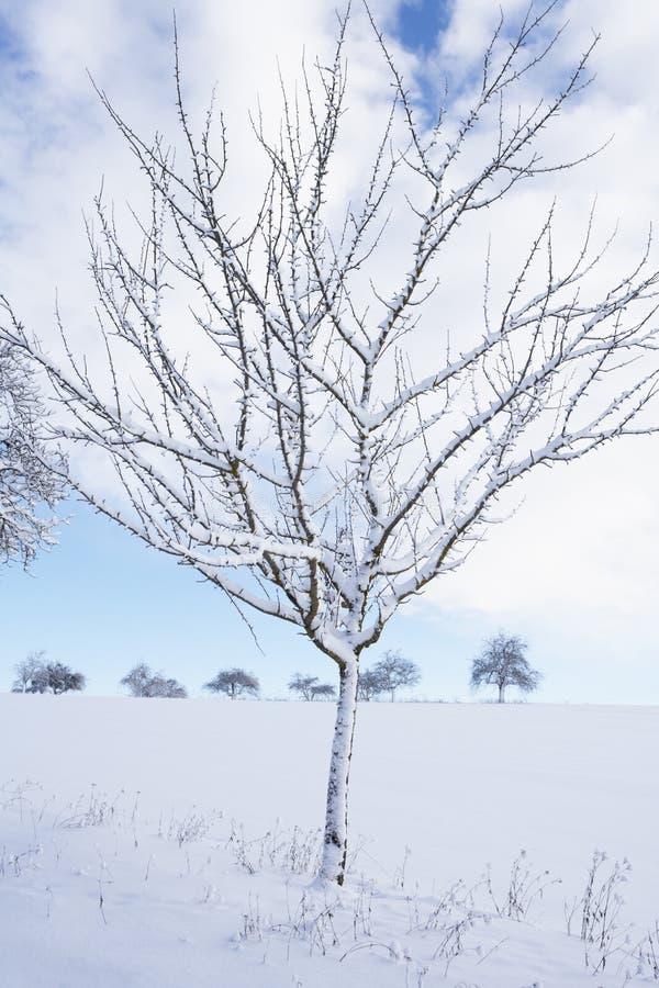 Small Snow Covered Apple Tree Stock Image - Image of fruit, snow: 16250247