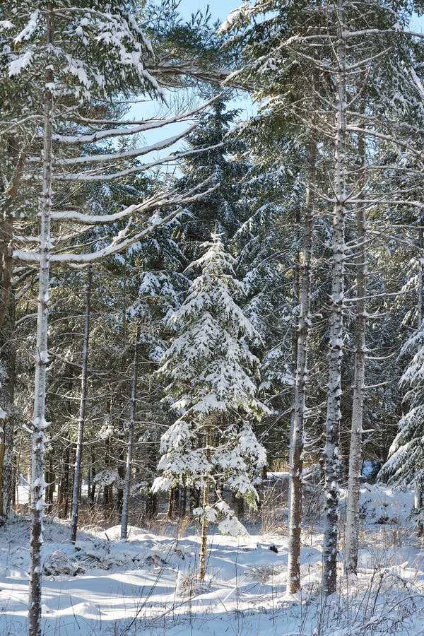 Small Snow Covered Pine Tree Stock Image - Image of serene, serenity ...