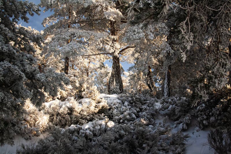 Corner tree snow stock photo. Image of natural, outdoor - 172771780