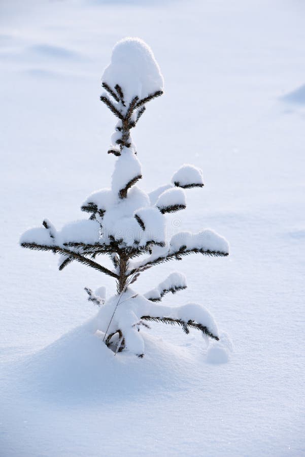 Small Solitary Spruce Tree Picea Abies in Snow Stock Photo - Image of ...