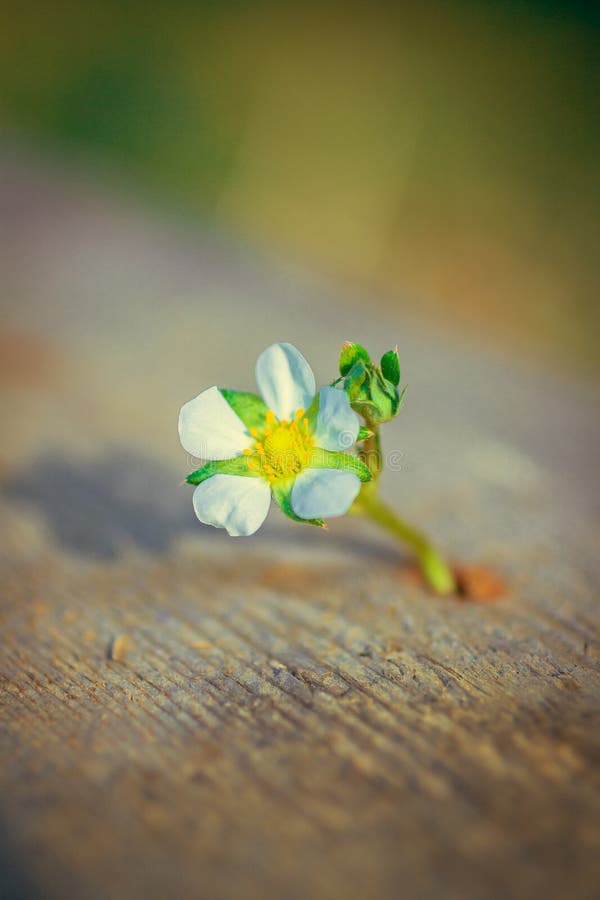Small Solitary White Flower Stock Photo - Image of nature, tenderness ...