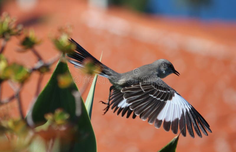 Songbird in flight stock photo. Image of help, abundant - 123529020