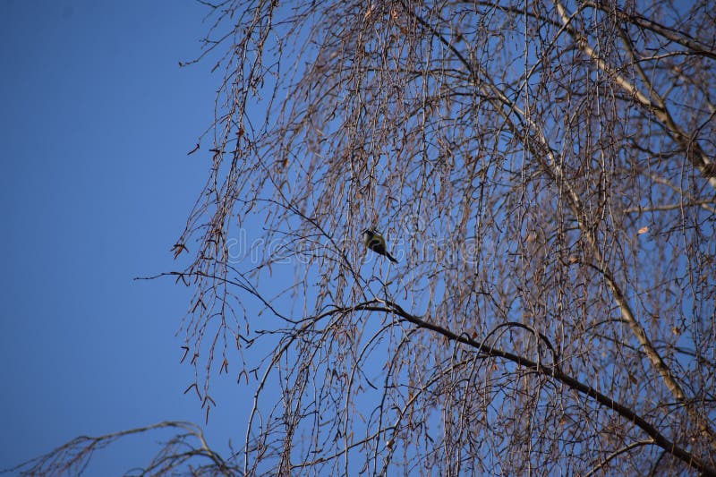 Small Songbird in a Bold Birch Tree Stock Image - Image of grass, scene ...
