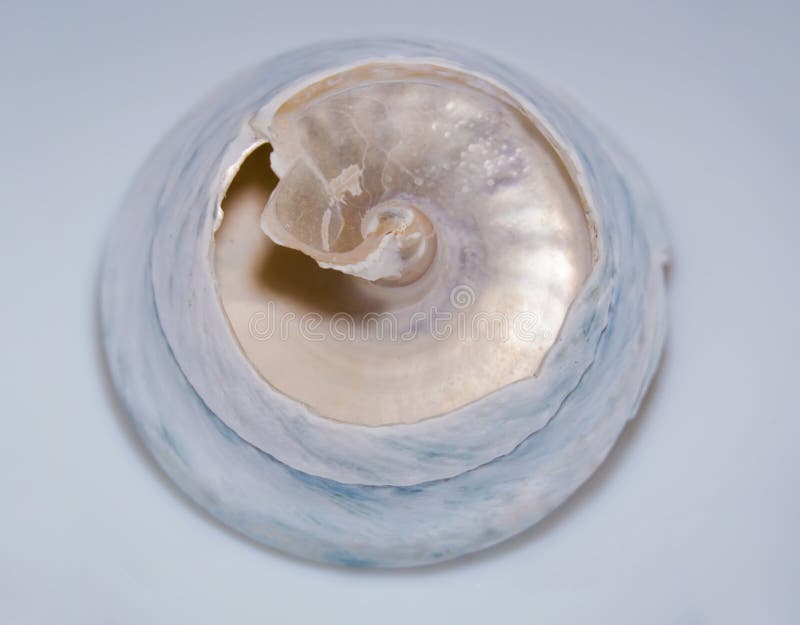 A Small Souvenir in the Shape of a Seashell Stock Photo - Image of gift ...