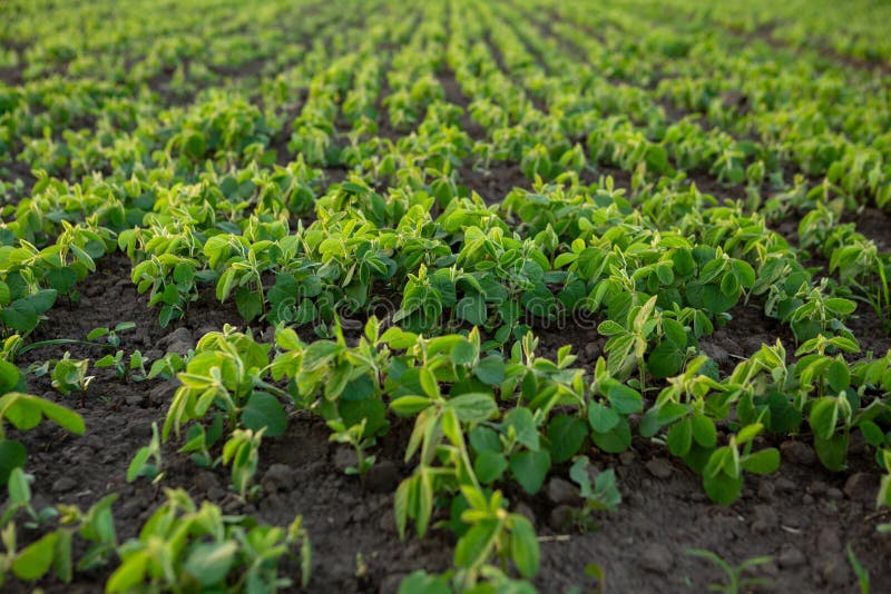 Small Soybean Plants Growing In Row Stock Image - Image of green ...