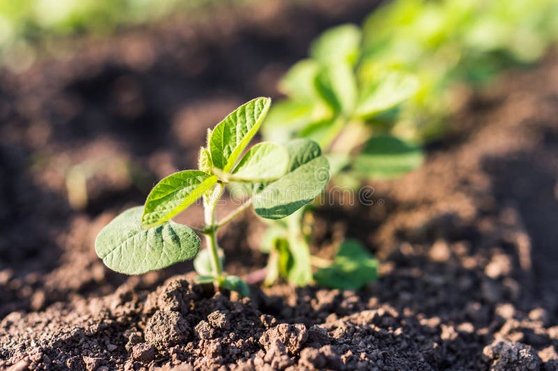 Small Soybean Sprouts Grow in the Field. Rows of Small Soybean Plants ...