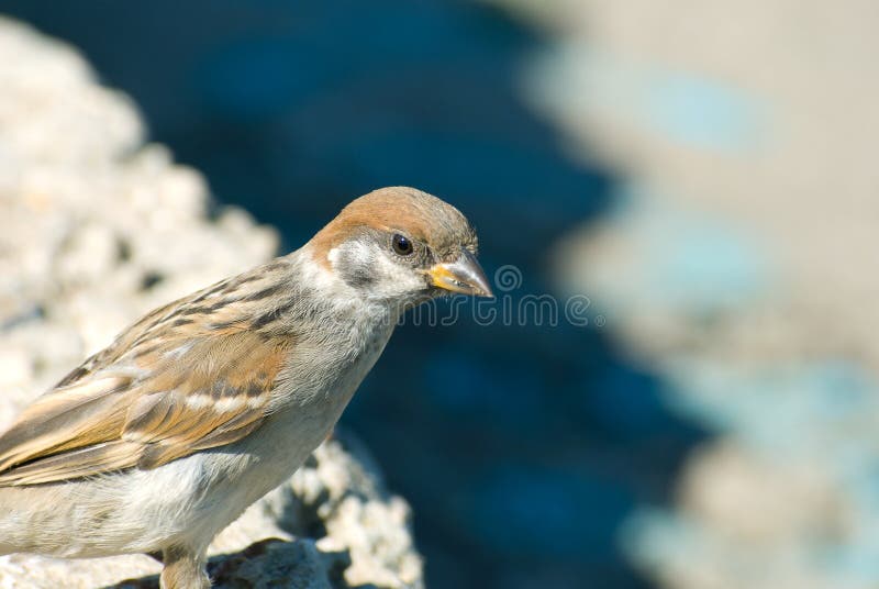 Small sparrow stock image. Image of passer, macro, sparrow - 25619009