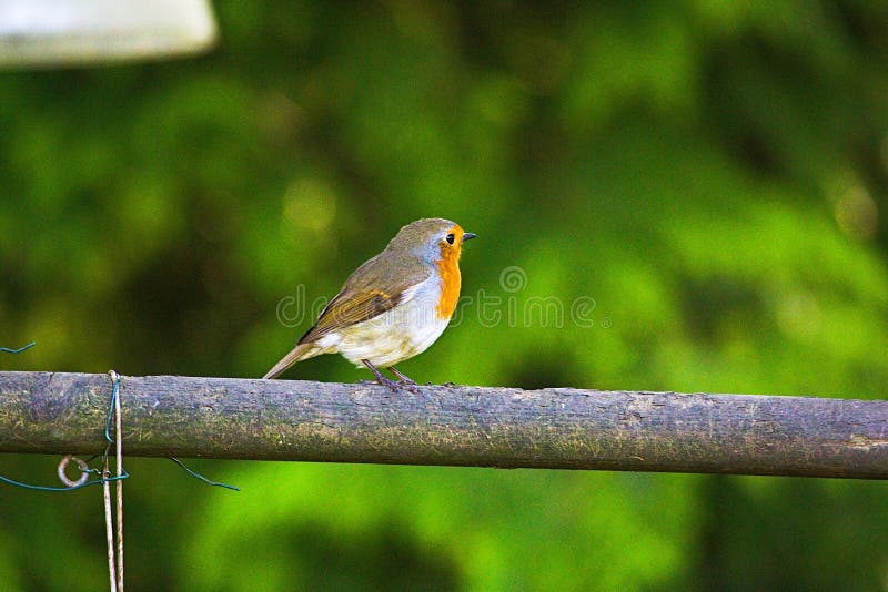 Small Robin on a branch stock photo. Image of bird, iron - 170610142