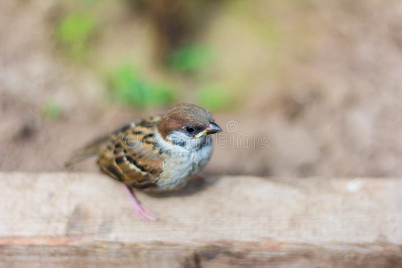 A Small Sparrow with a Damaged Wing Sits Earth Stock Image - Image of ...