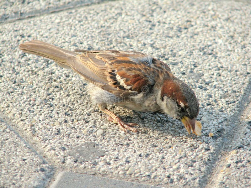 Small Sparrow eating stock photo. Image of beak, animals - 44284302