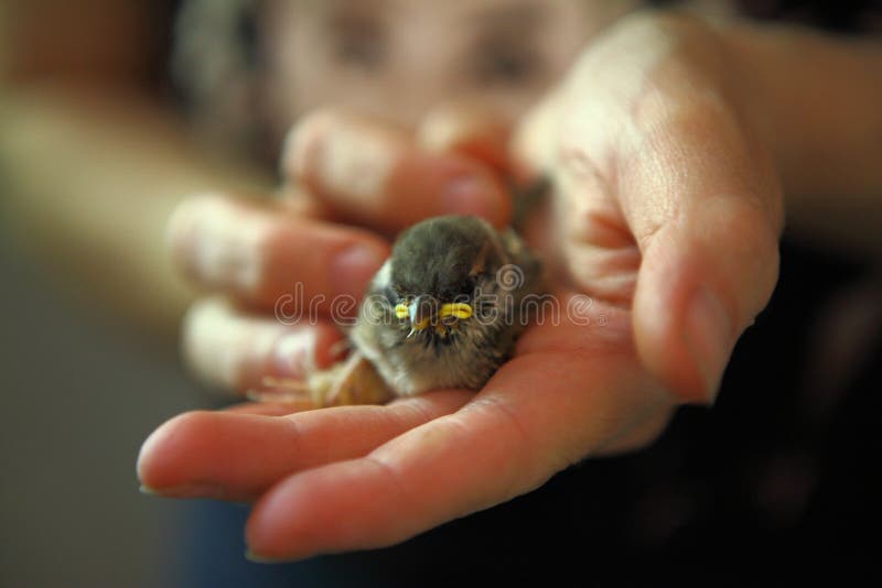 Small sparrow on a hand stock image. Image of hand, nest - 81454157