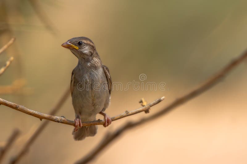 Small Sparrow Perched Atop a Branch in a Wooded Area Stock Photo ...